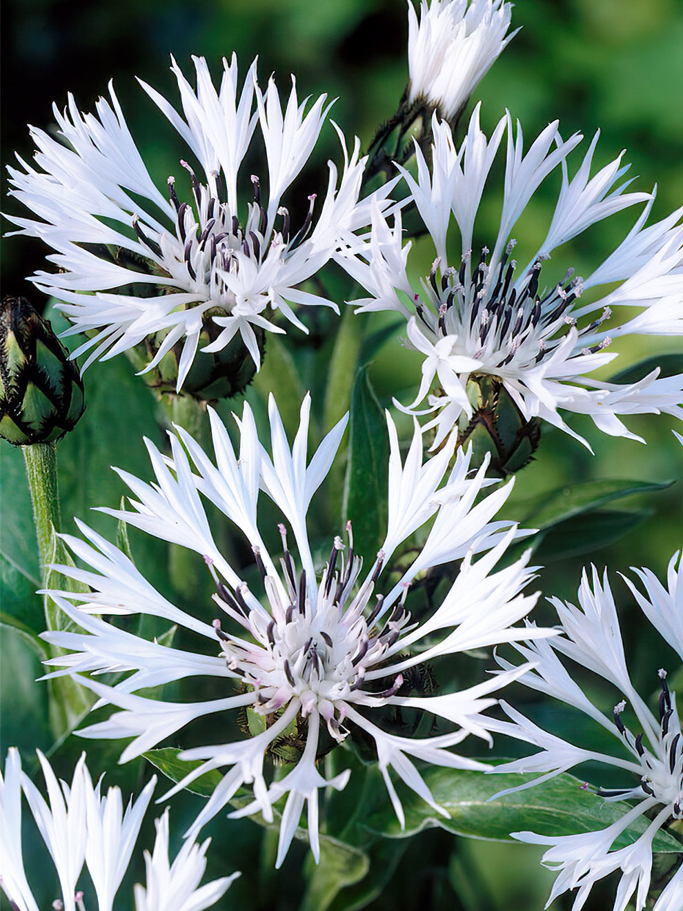 Chaber (Centaurea) - Chaber - Rośliny ogrodowe - Największy wybór roślin