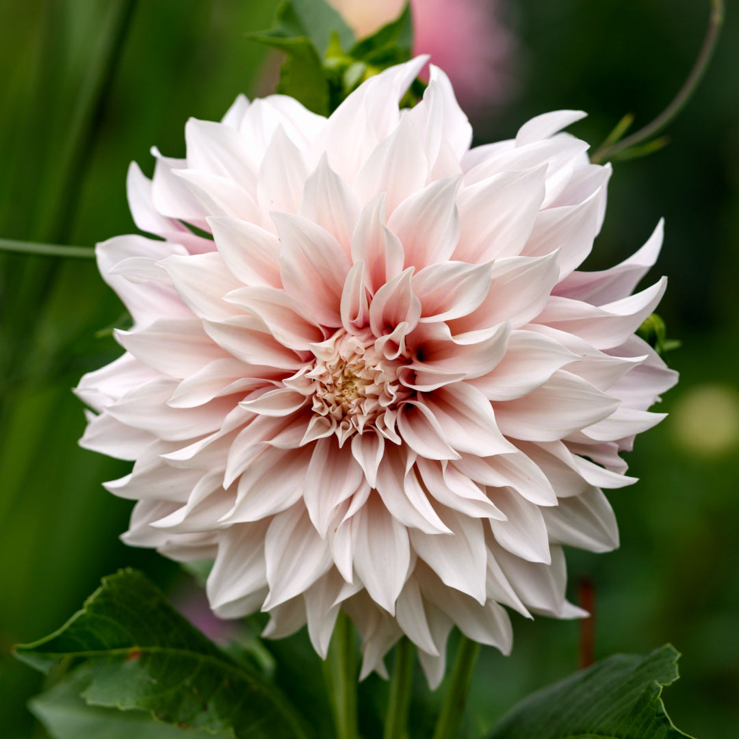 Dalie (Dahlia) - Bulwy dalii - Kup z dostawą w Polsce | Strona 7