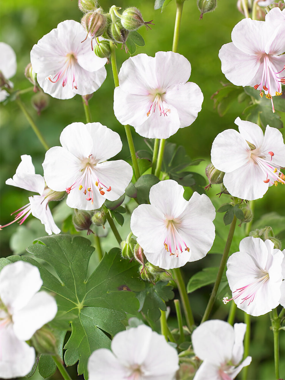 Kup Geranium | DutchGrown™