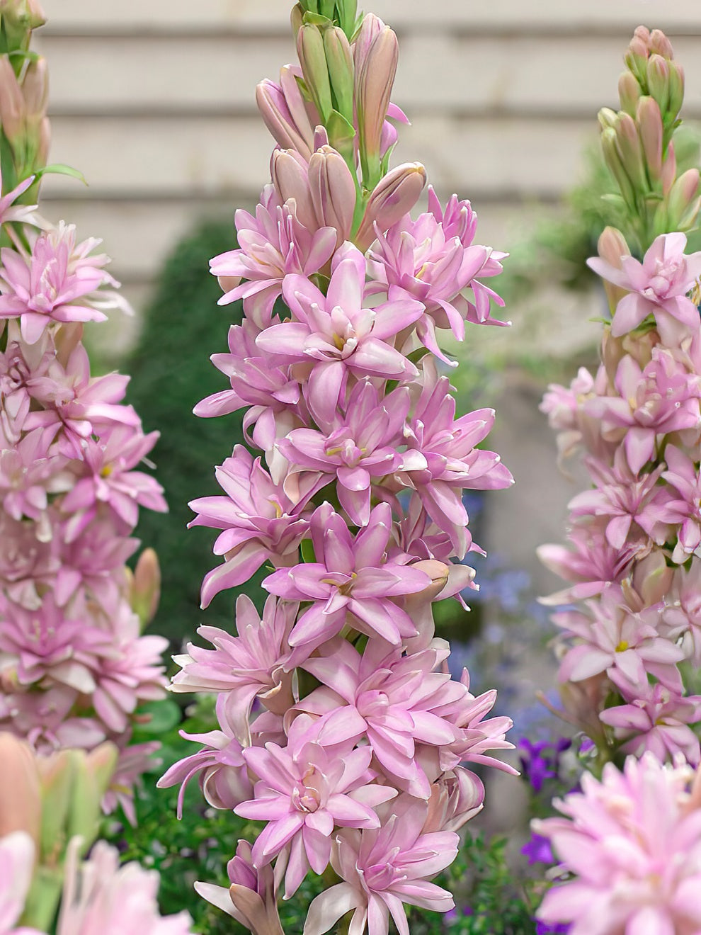 Tuberose (Polianthes) | DutchGrown™